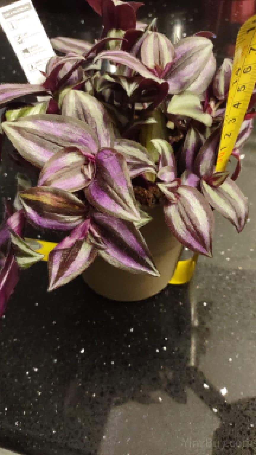 How to Wrap Potted Plants as a Gift (3 Easy Ways) - Yinz Buy