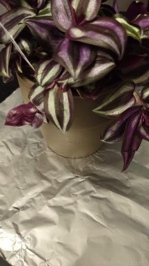 How to Wrap Potted Plants as a Gift (3 Easy Ways) - Yinz Buy
