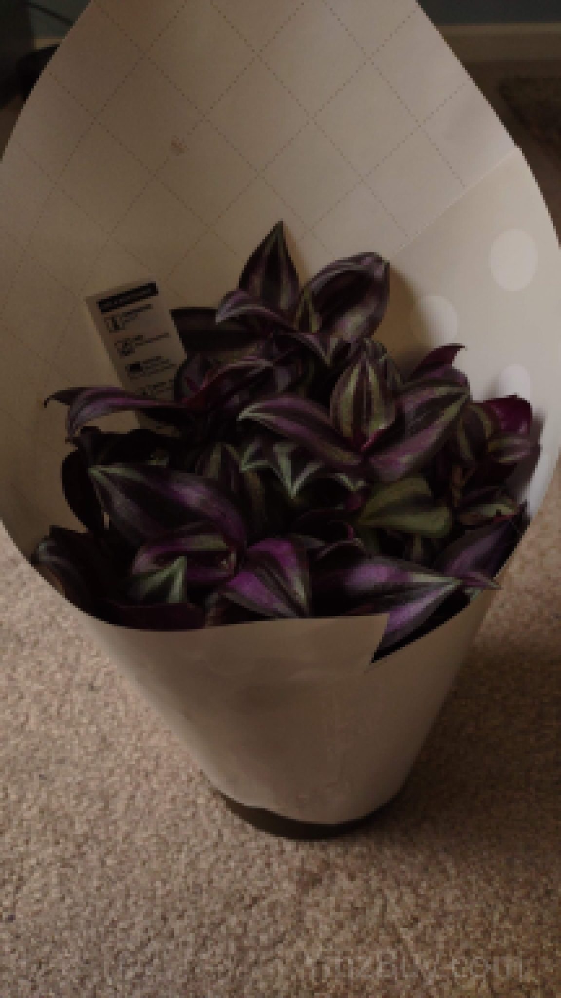 How to Wrap Potted Plants as a Gift (3 Easy Ways) - Yinz Buy